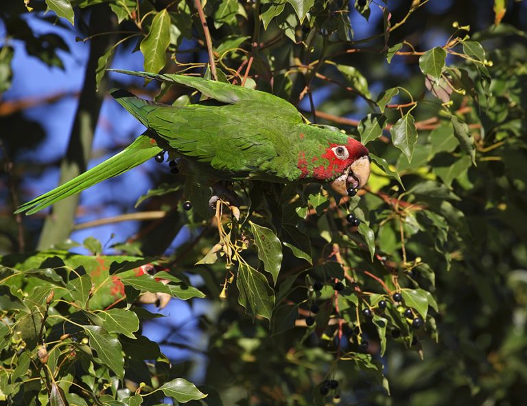 Mitred Parakeet | CaliforniaParrots.com