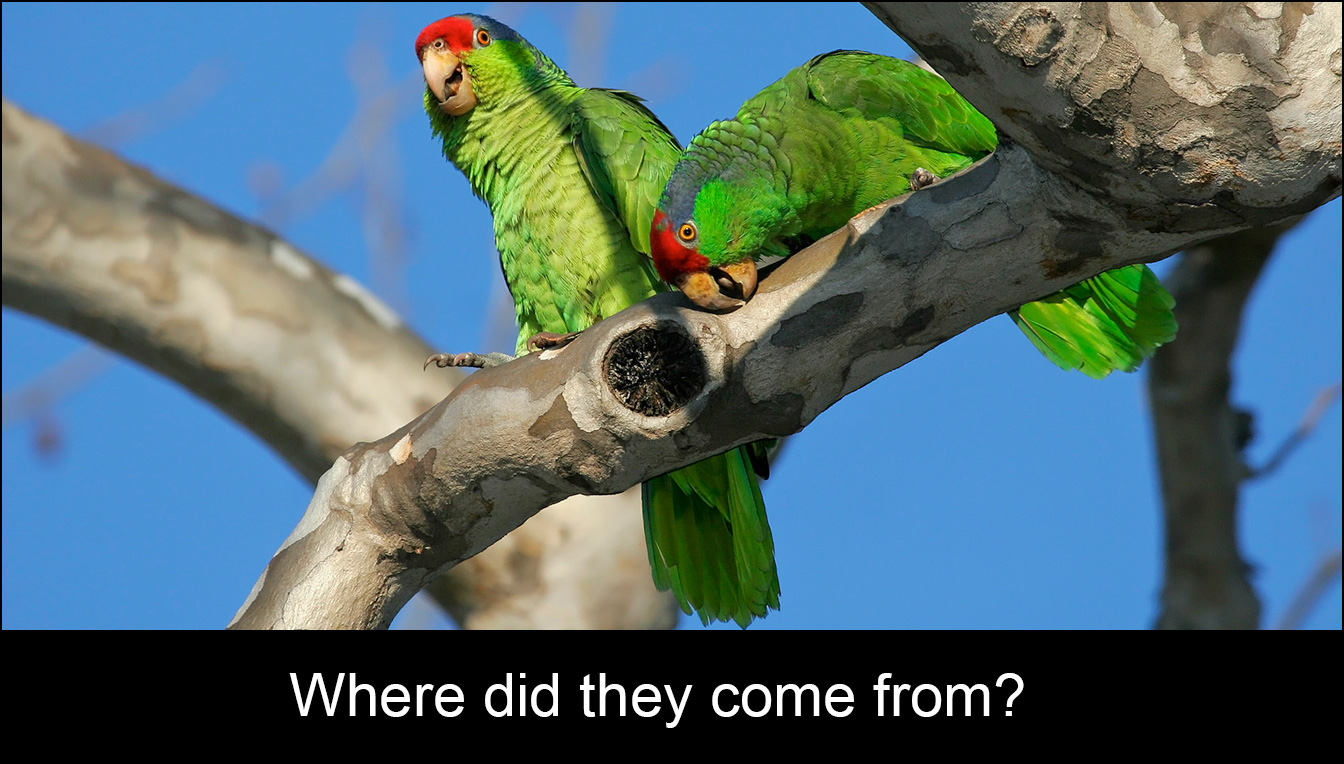 The Wild Parrots of Southern California - CaliforniaParrots.com