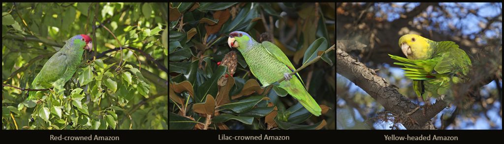 The Wild Parrots of Southern California - CaliforniaParrots.com